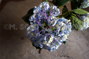 The Death of a Flower: The Hydrangeas - Sanders Meanders